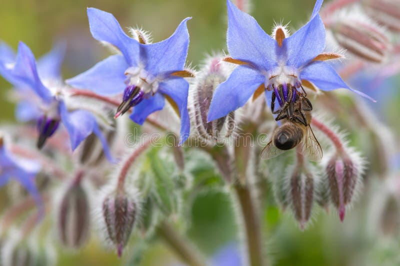 Borage (borago Officinalis) Flowers Stock Photo - Image of color ...