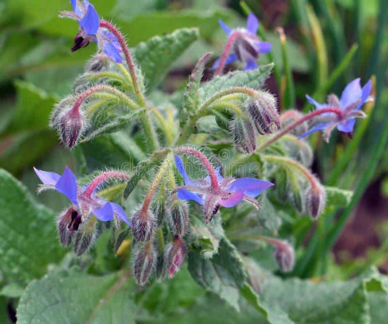 Borage Borago Officinalis Grows in Nature Stock Image - Image of ...
