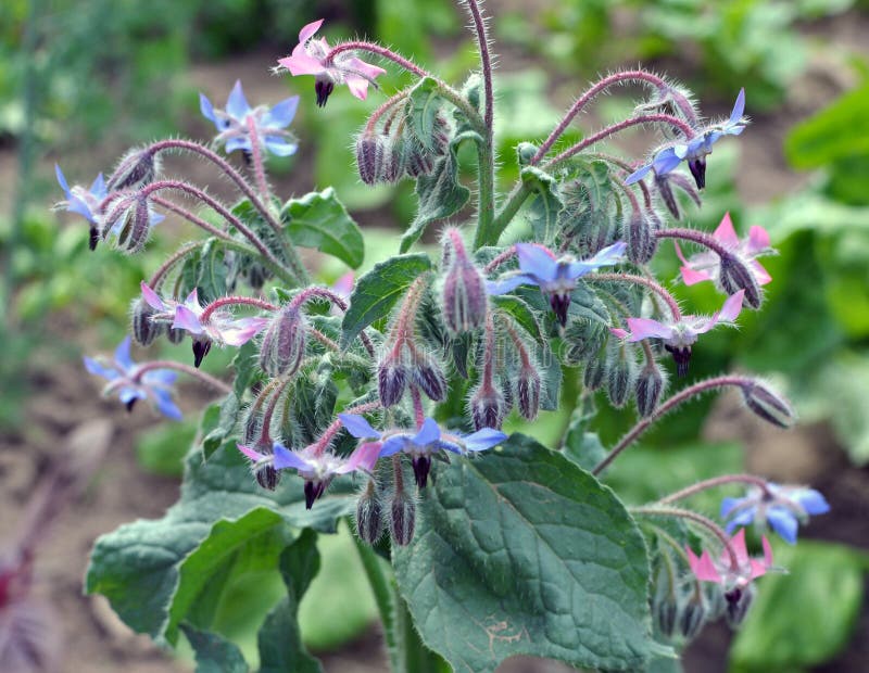 Borage (Borago Officinalis) Grows in Nature Stock Photo - Image of ...
