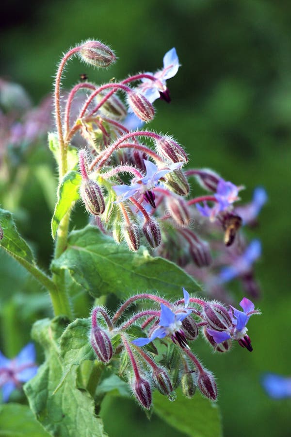 Borage (Borago Officinalis) Grows in Nature Stock Photo - Image of ...