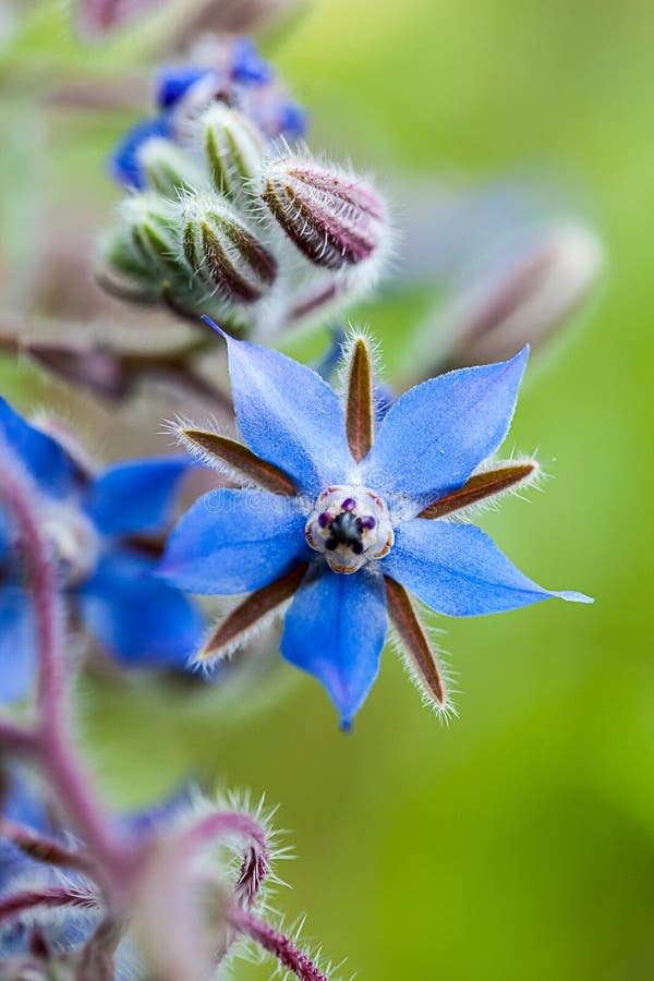 Borago officinalis stock image. Image of studio, botany - 34932223