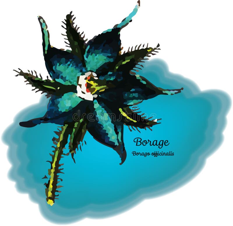 Borage stock vector. Illustration of herb, vintage, 19th - 62901378