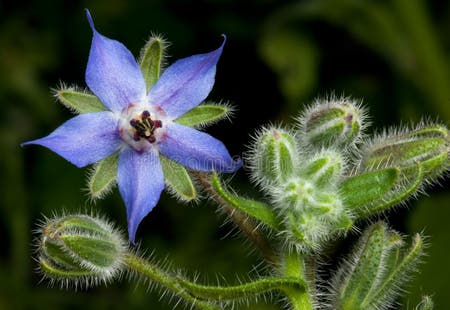 Borage Flower stock photo. Image of leaf, green, plant - 15961822