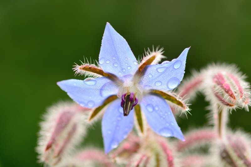 Borage flower in bloom stock image. Image of summertime - 107757783