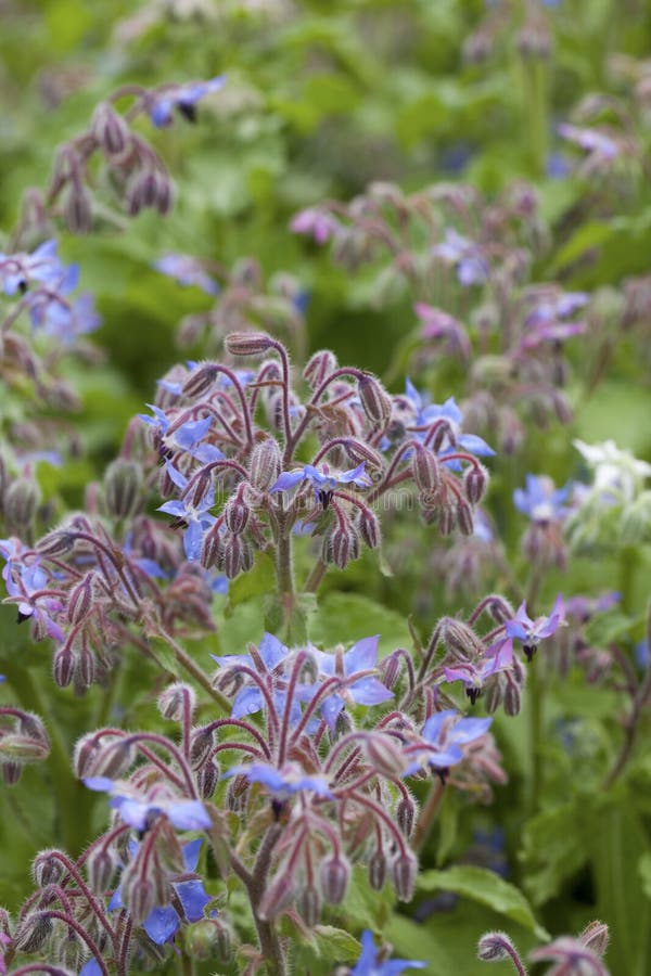 Borage Flowers (Borago Officinalis) Stock Image - Image of borage ...