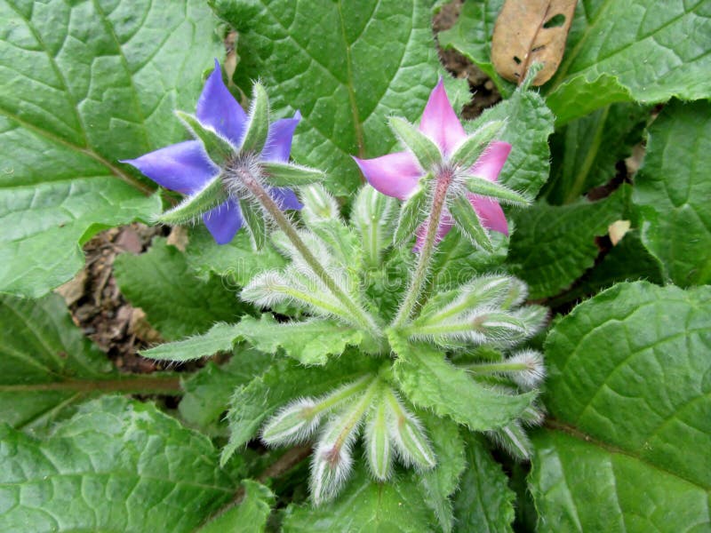 Borage flowers stock image. Image of details, food, green - 62067193