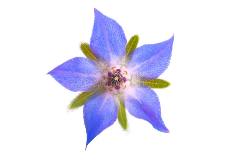 Borage herb isolated stock image. Image of flower, medicinal - 269190045