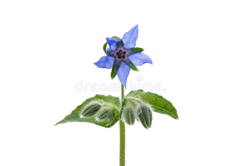 Borage Isolated on White Background Stock Photo - Image of borago ...