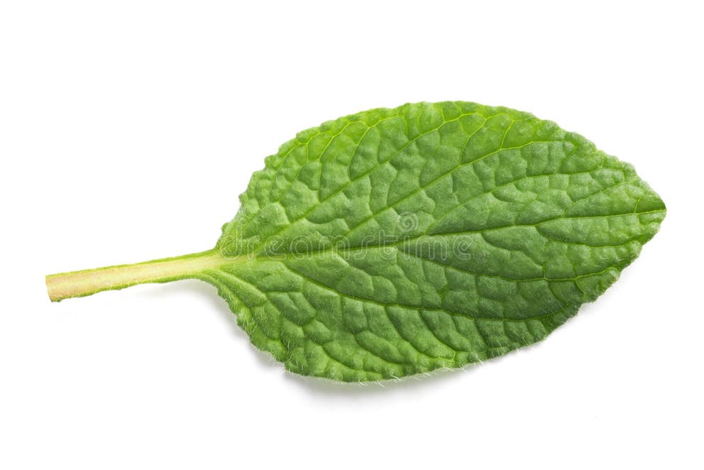 Borage leaf isolated stock image. Image of star, starflowers - 114997727