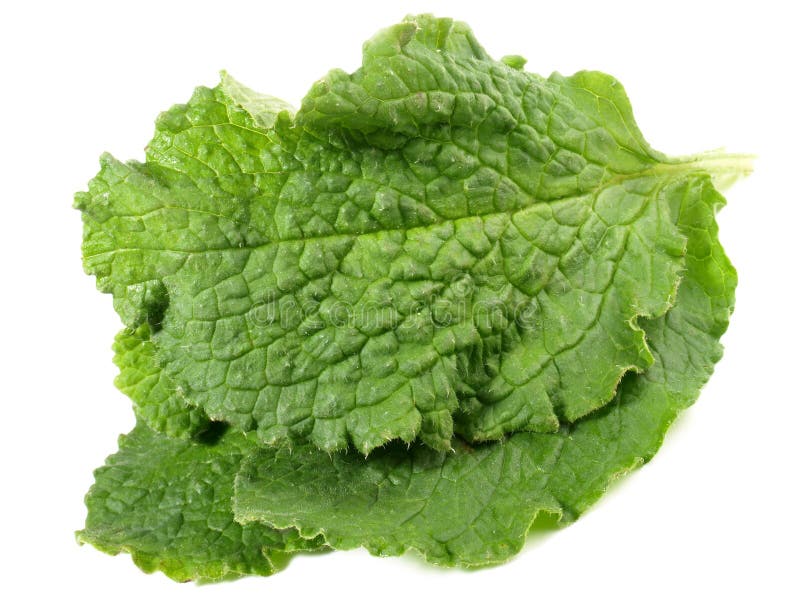 Borage Leaves on White Background - Isolated Stock Image - Image of ...