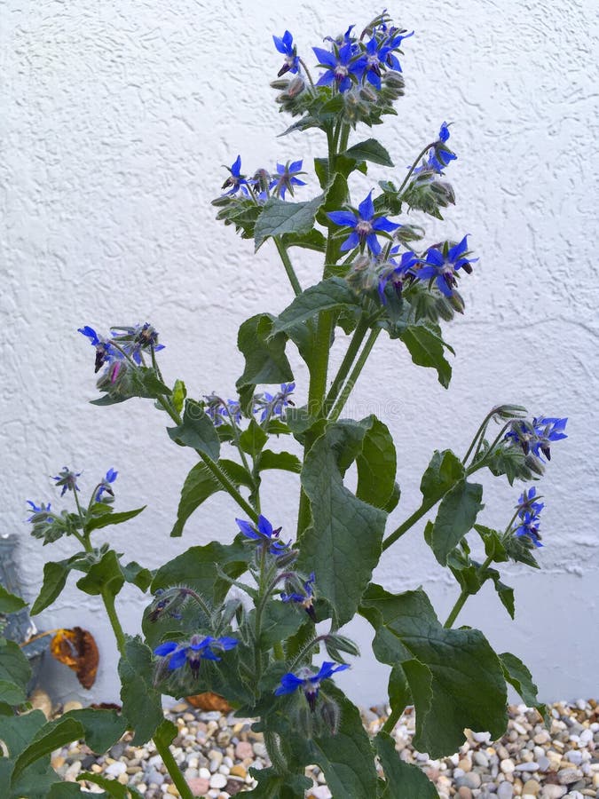 Pictures Of Herbs With Blue Flowers at Christopher Bryant blog