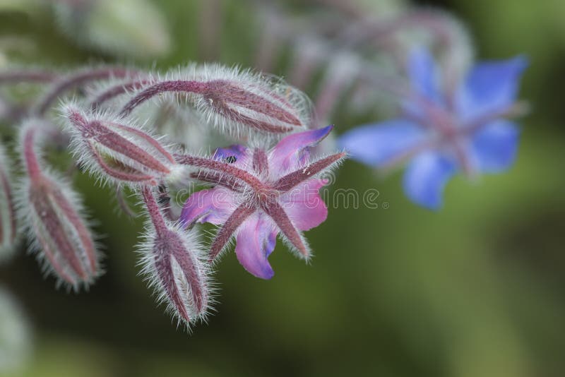 Borage stock image. Image of fronds, officinalis, flowers - 75244847
