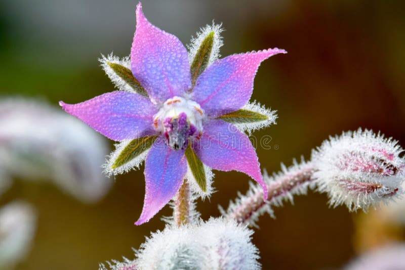 Borage Pink Tipped Mandala 04 Stock Photo - Image of outdoor, natural ...