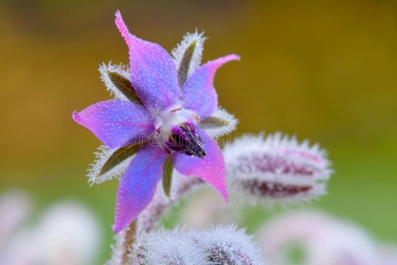 Borage Pink Tipped Flower Blossom 07 Stock Image - Image of officinalis ...