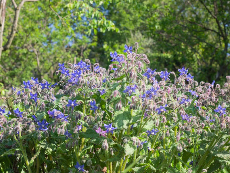 Borage Plant Full of Blue Star Flowers during the Spring Stock Photo ...