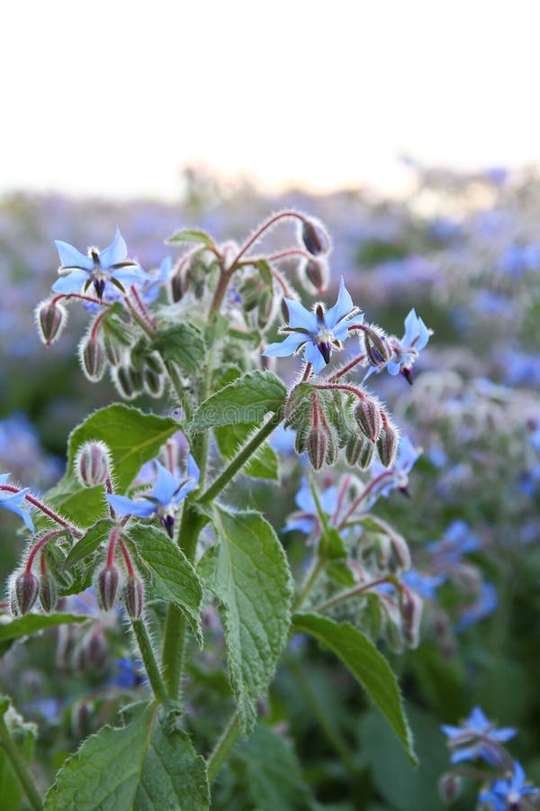 Borage Plant Growing in a Field Stock Image - Image of floral, closeup ...