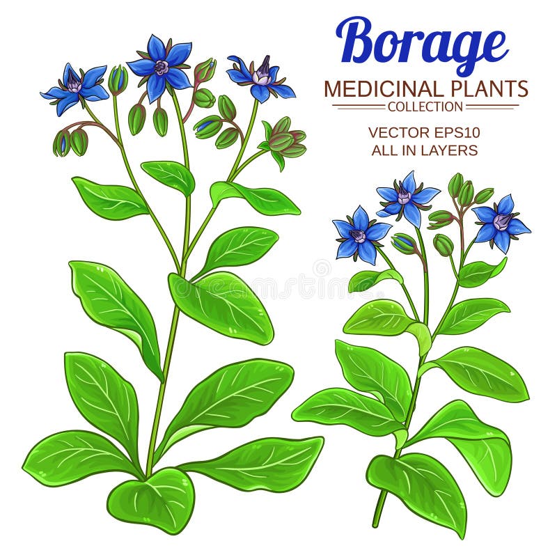Borage Flower Drawing