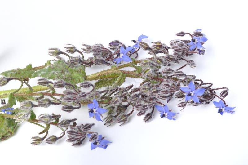 580 Weed No Background Stock Photos - Free & Royalty-Free Stock Photos ...