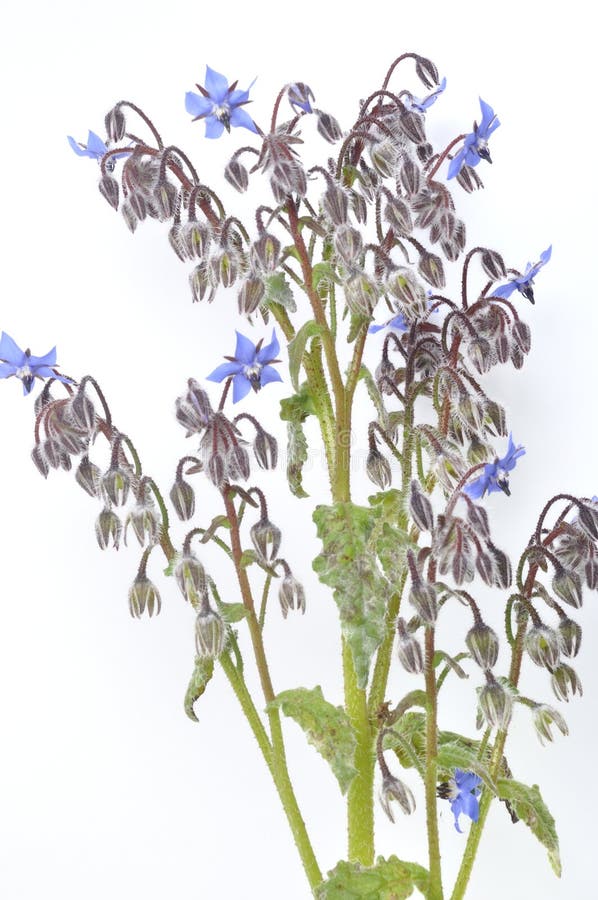 552 Weed No Background Stock Photos - Free & Royalty-Free Stock Photos ...