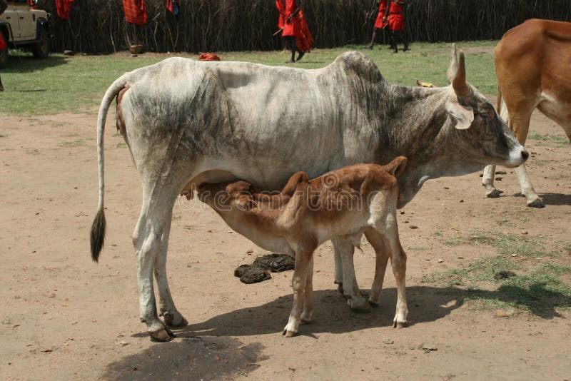 Boran cattle stock image. Image of mammals, livestock - 11059841
