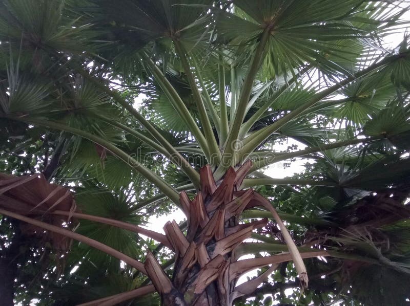 Borassus Flabellifer, Taar Tree Extraordinary Beautiful Stock Photo ...