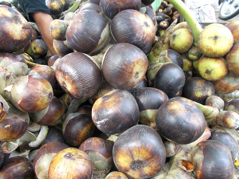 Borassus Flabellifer Of Fruit Tal Stock Foto - Afbeelding bestaande uit ...