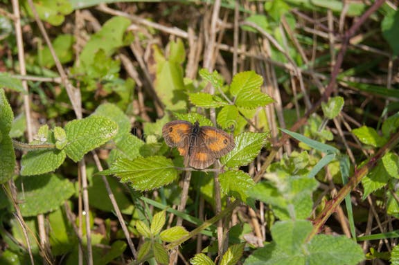 Borboleta imagem de stock. Imagem de invertebrado, bonito - 82754747