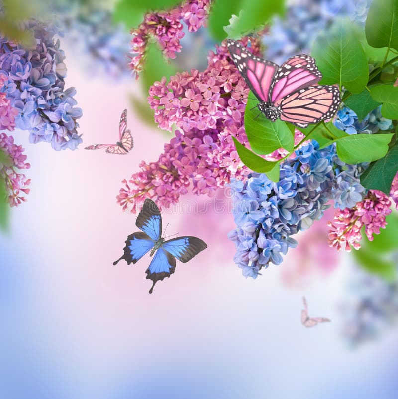 Borboleta Azul E Cor-de-rosa Lilás Imagem de Stock - Imagem de frescor ...