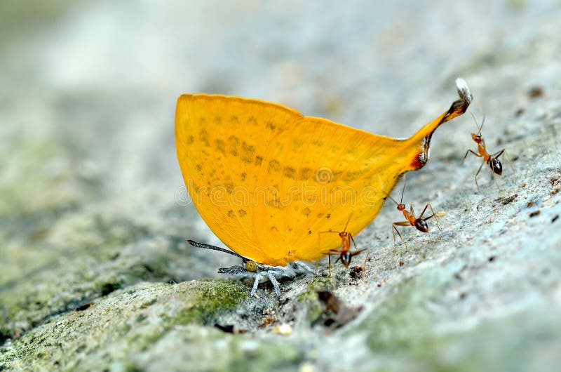 Borboleta (begume Glorioso) Imagem de Stock - Imagem de vida, daylight ...