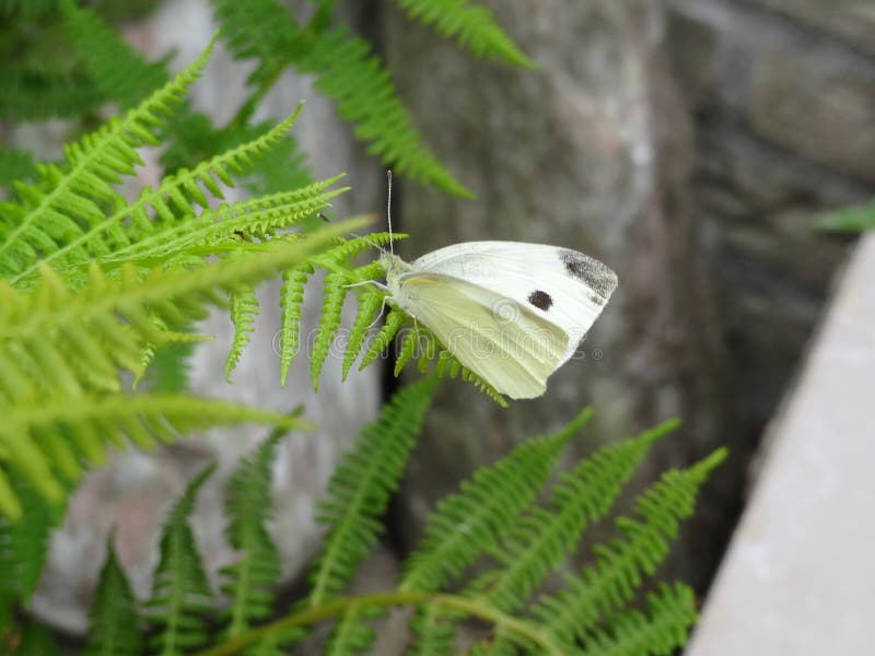 Borboleta branca foto de stock. Imagem de nave, borboleta - 63283332