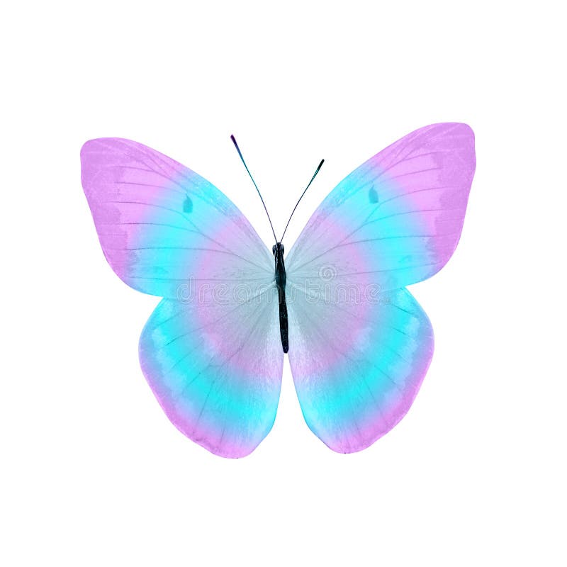 Borboleta Colorida Tropical Isolada No Fundo Branco Foto de Stock - Imagem de branco, bonito ...