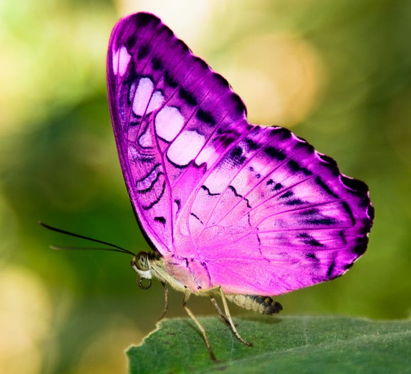 Borboleta Cor-de-rosa Na Folha Foto de Stock - Imagem de colorido ...