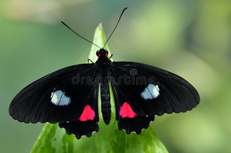 A Borboleta Cor-de-rosa De Cattleheart Foto de Stock - Imagem de ...