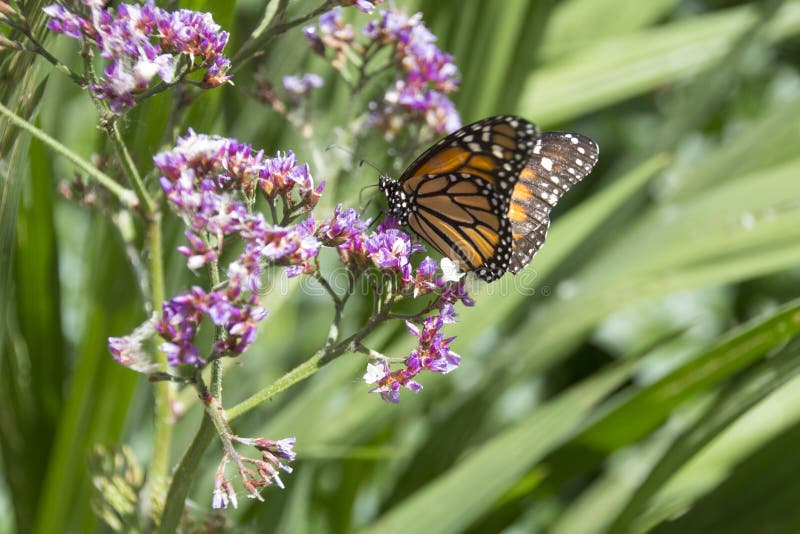 Borboleta de monarca imagem de stock. Imagem de macro - 86787033