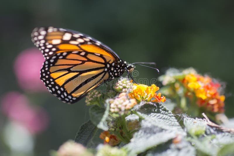 Borboleta de monarca imagem de stock. Imagem de macro - 86787033