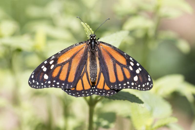 Borboleta de monarca imagem de stock. Imagem de macro - 86787033