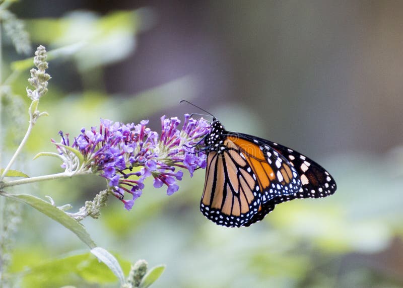 Borboleta de monarca imagem de stock. Imagem de macro - 86787033