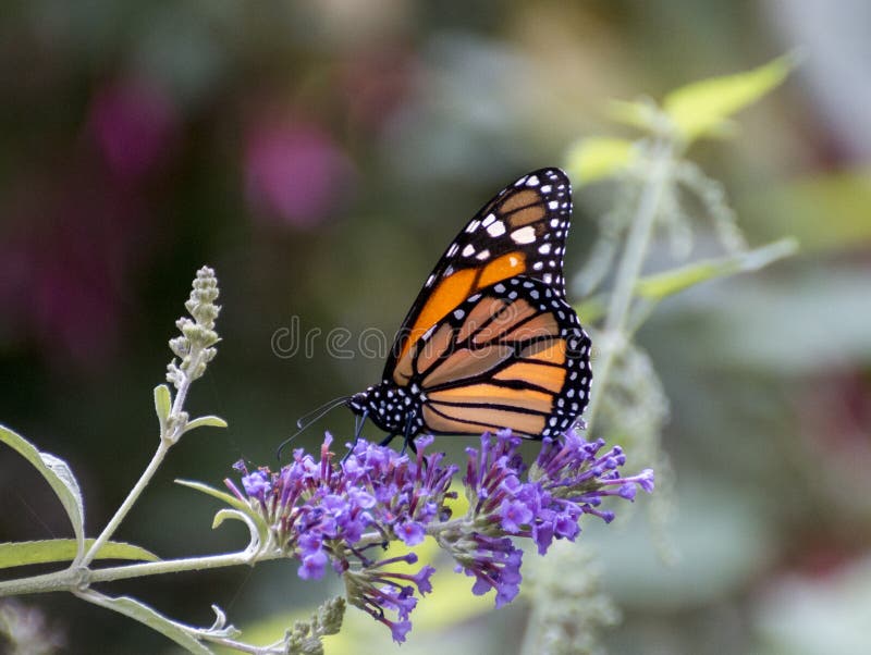 Borboleta de monarca imagem de stock. Imagem de macro - 86787033