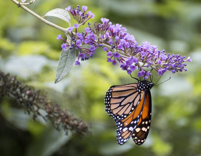 Borboleta de monarca imagem de stock. Imagem de macro - 86787033