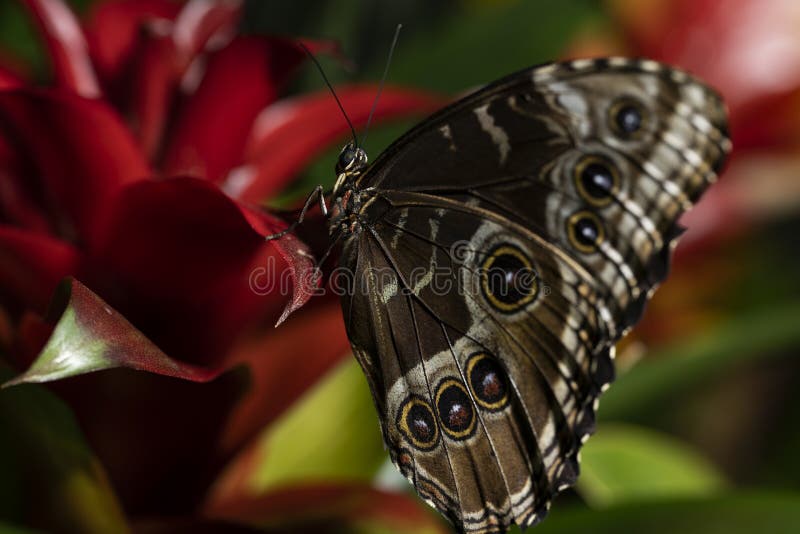 Borboleta morfo azul imagem de stock. Imagem de insetos - 269775841