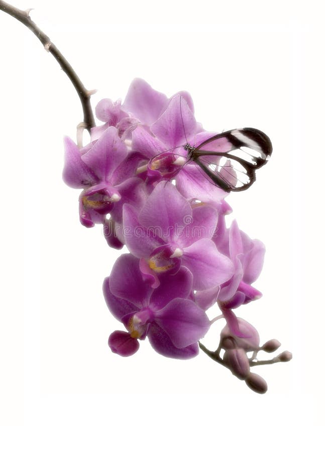 Borboleta na cor-de-rosa imagem de stock. Imagem de céu - 620945