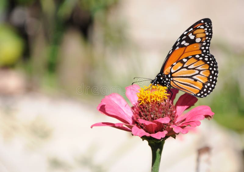 Borboleta Na Flor Cor-de-rosa Imagem de Stock - Imagem de inseto, céu ...