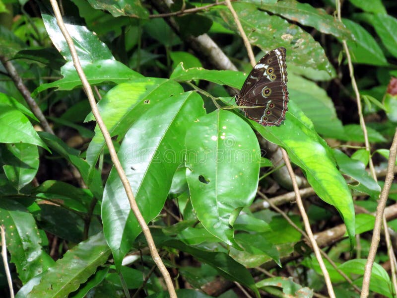 Amphiesmenoptera Classification Stock Photos - Free & Royalty-Free ...