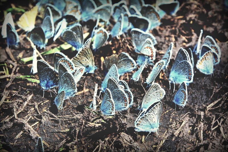 Borboletas imagem de stock. Imagem de vista, grupo, terra - 102126621
