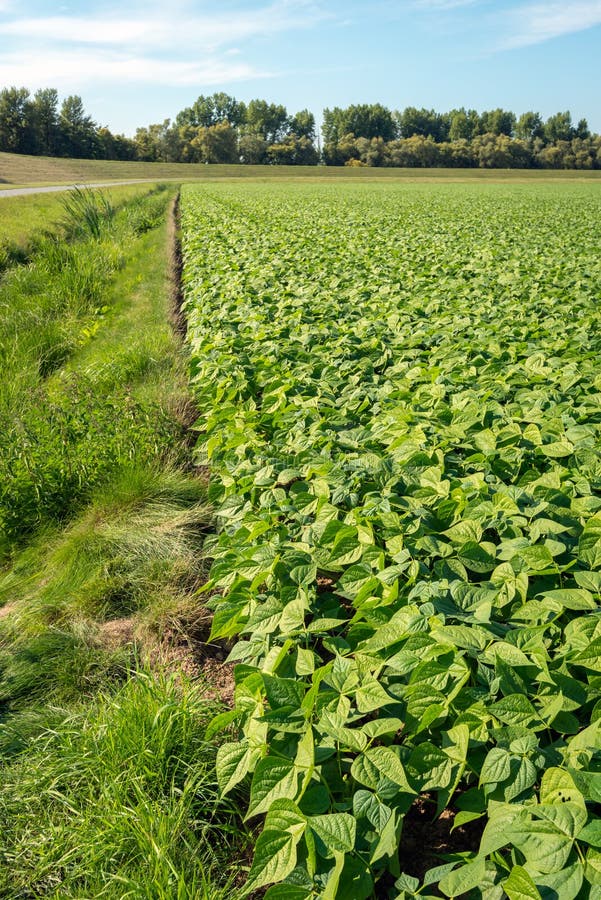 Champ des haricots verts photo stock. Image du verts - 32968942