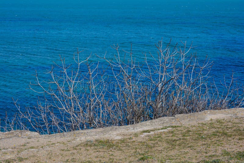 Bord De La Mer, Arbre, L'eau Bleue, Mer Caspienne Photo stock - Image ...