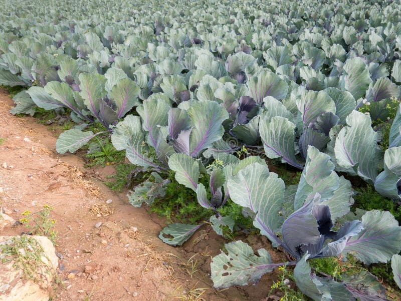 Plantation de chou rouge image stock. Image du côté, large - 30462901