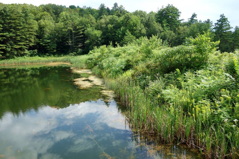 Borde De La Charca Del Humedal Foto de archivo - Imagen de charca, esto ...