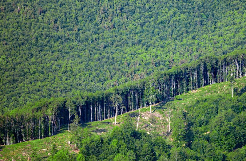 Borde De Un Bosque Deforestado Foto de archivo - Imagen de agricultura ...