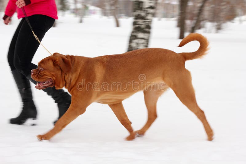 A Large Shaggy Red-brown Dog of the Tibetan Mastiff Breed Stands on the ...